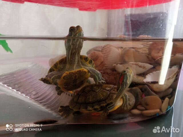 Черепахи с аквариумом