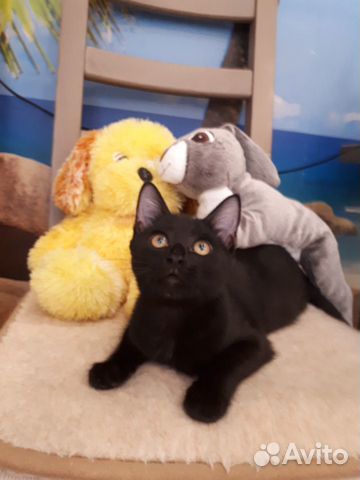 Котенок-мальчик