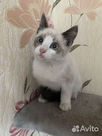 Котенок
