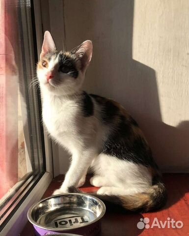 Маргаритка 4 м,ищет дом