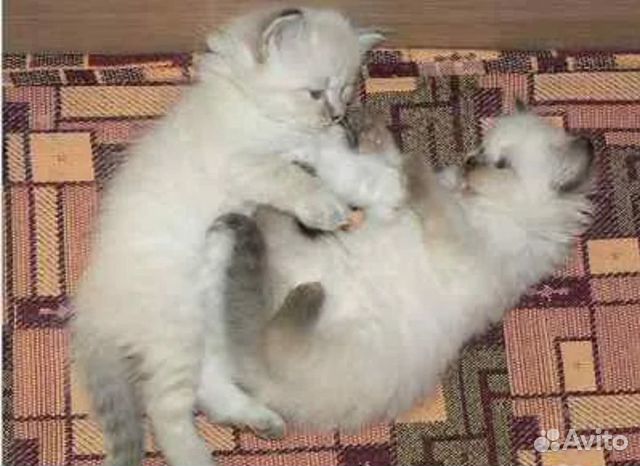 Шикарные пушистики