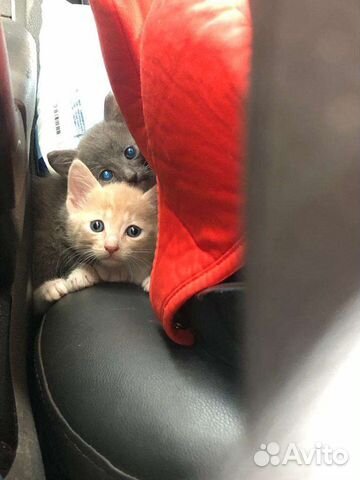 Котенок от русского голубого