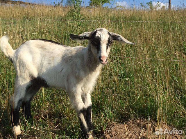 Козы Альпо-нубийские