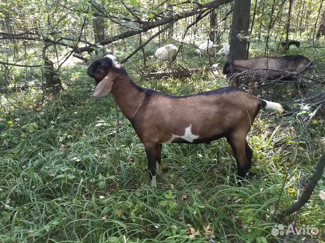 Козел нубийский на случку