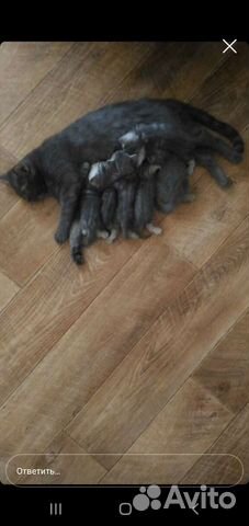 Британские котята бесплатно