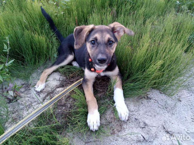 Щенок в добрые руки бесплатно