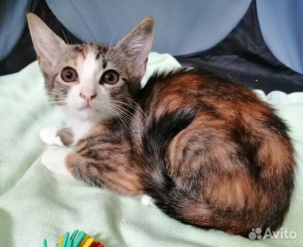 Котёнок в добрые руки