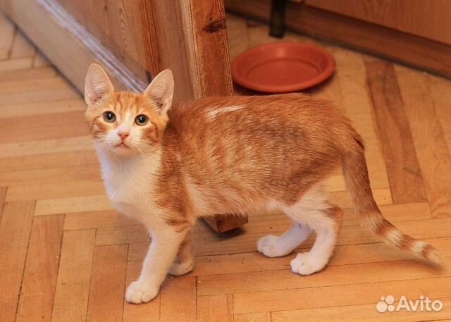 Отдаётся Котик 3 месяца