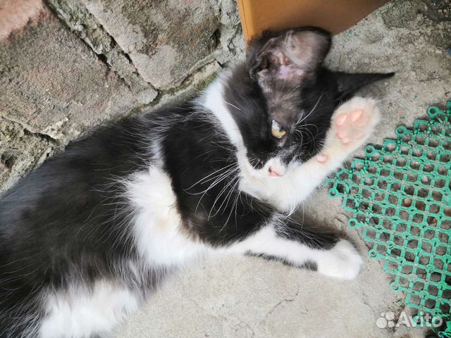 Котик в дар