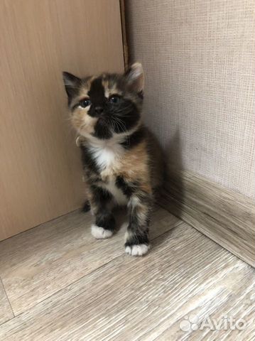 Кошка