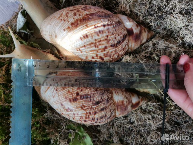 Ахатина ретикулята бронь