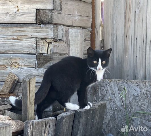 Котёночек 5 месяцев девочка