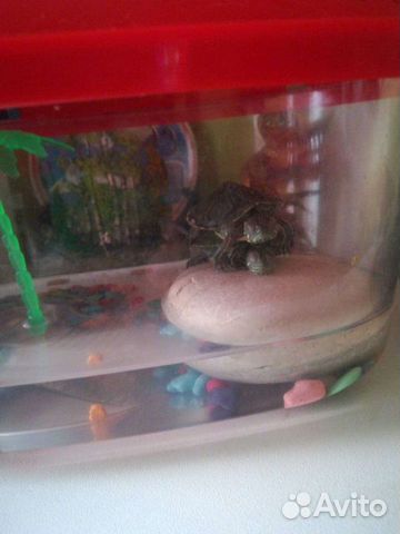 Красноухая черепаха