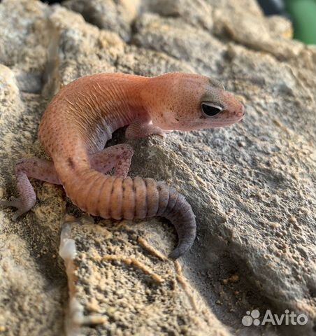 Гемитеконикс (геккон)