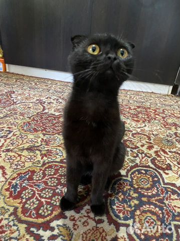 Шотландская