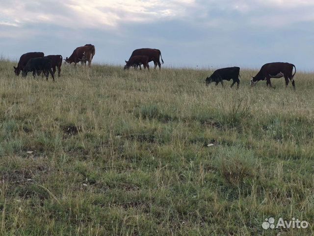 Тёлки с телятами