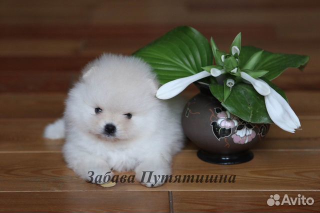 Девочка шпицуля мишка