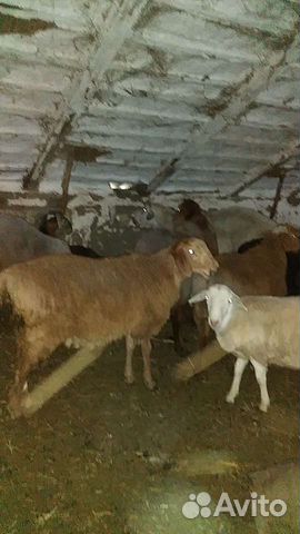 Племенные бараны