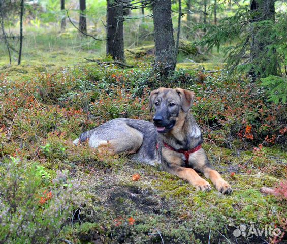 Ася ищет дом