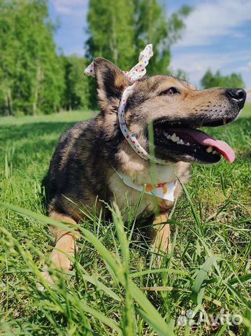 Бывшедомашняя собачка Сара ищет дом