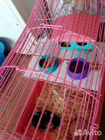Хомяк и клетка отдам даром