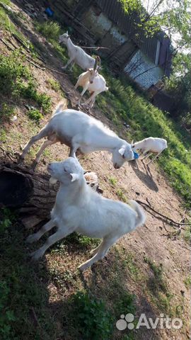Козы дойные