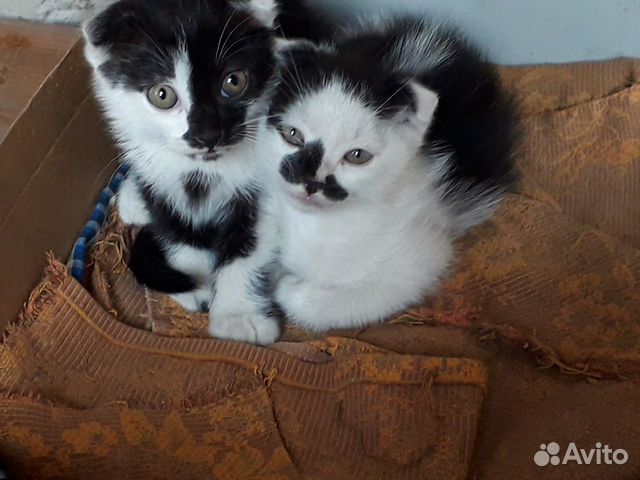 Котята в добрые руки бесплатно