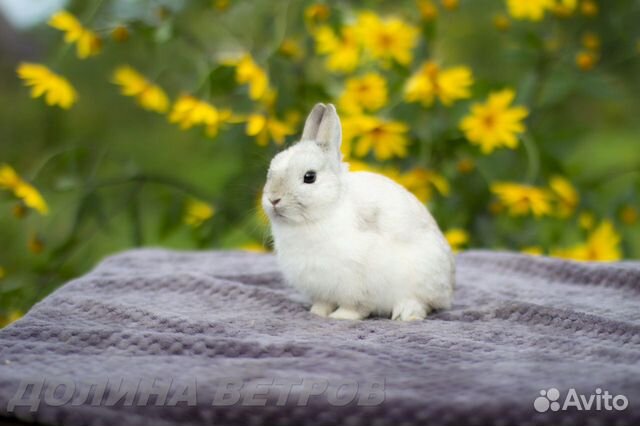 Кролик минор песцового окраса 6 мес., 800 гр
