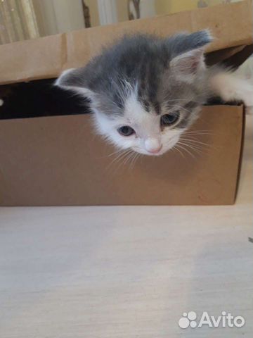 Кошка в дар