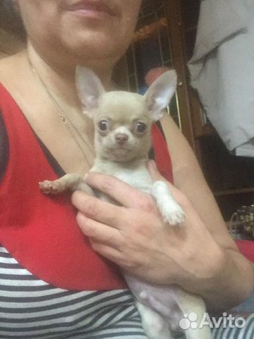 Чихуахуа мини Рафик