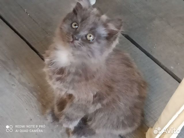 Пушистый комочек