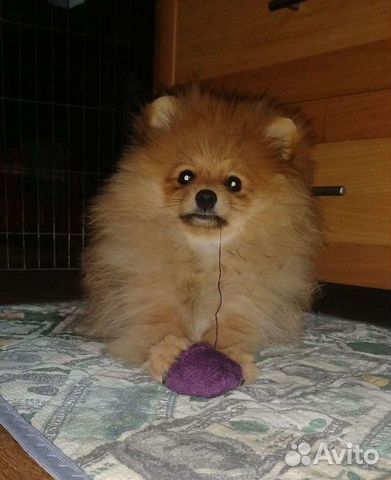 Щенки померанского шпица