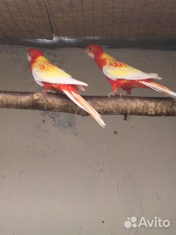 Попугай Розелла