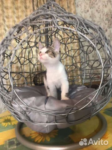 Котенок в добрые руки