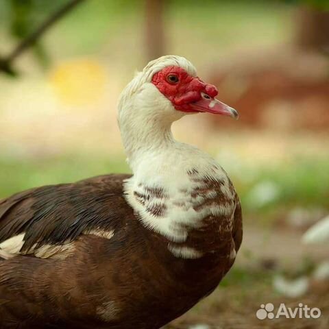 Индоутки семья с утятами