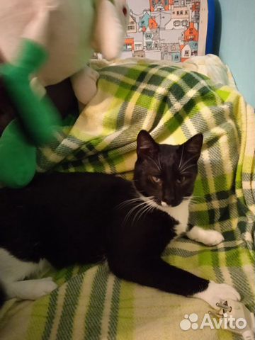 Кот ищет дом