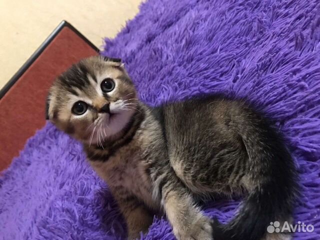 Черное золото шотландская девочка