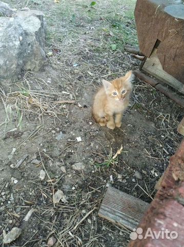 Отдадим котят в добрые руки