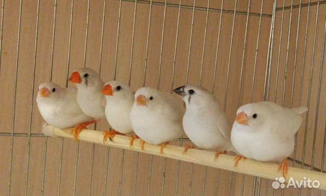 Амадины зебровые