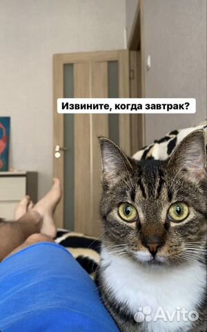 Кошечка-подросток Пчелка