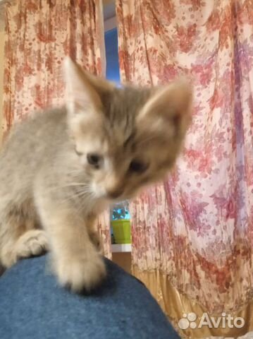 Котенок девочка ищет хозяина
