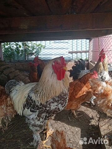 Петух брама