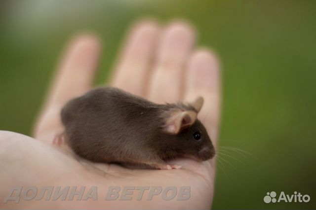 Коричневая мышка с большими ушками