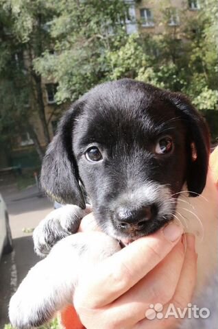 Щенки метисы 2 мес в добрые руки