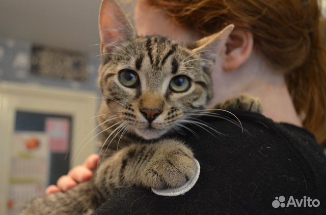 Котенок-подросток