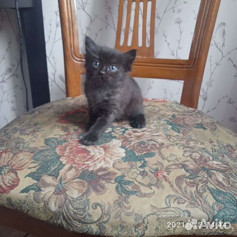 Кот учёный