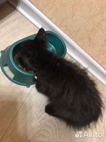 Отдам котенка