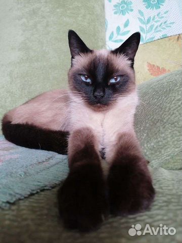 Сиамская кошка вязка