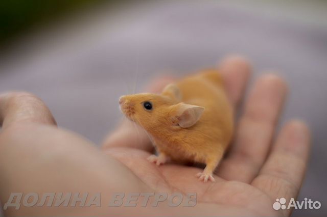 Девочки мышки разных окрасов