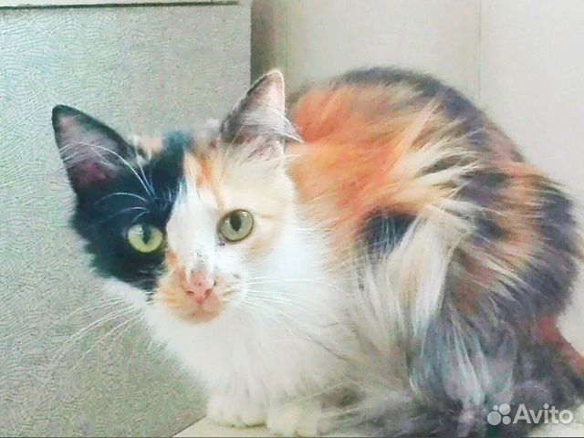 Трехцветная кошка Матрешка из приюта ищет дом
